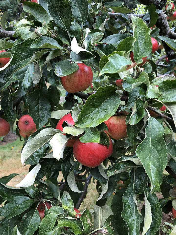 orcas-apples